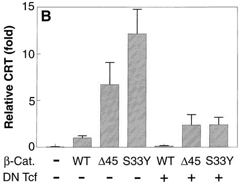 Activation of β Catenin Tcf Signaling in Colon Cancer by Mutations in β