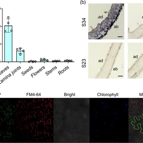 expression pattern of lsnrl4 and subcellular localization of download scientific diagram