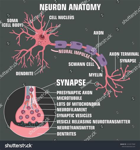 Synaptic Vesicles In Neuron