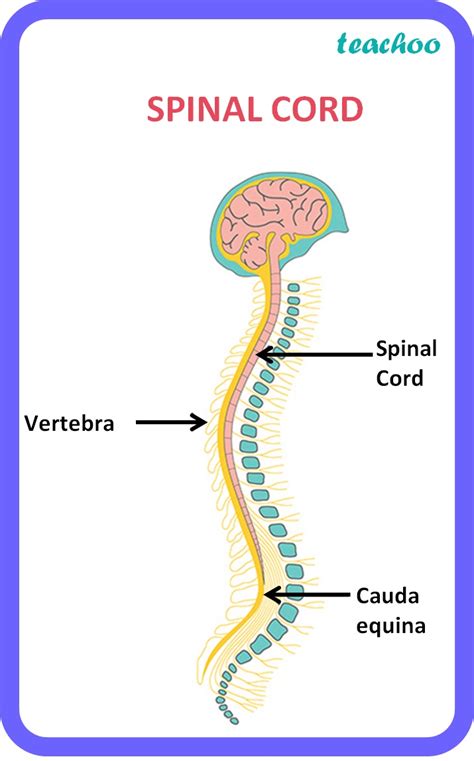 Share More Than 64 Sketch Of Spinal Cord Latest Seven Edu Vn