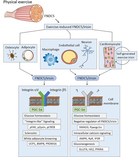 Exercise Induced Myokine FNDC5 Irisin Functions In Cardiovascular