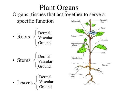 PPT Lecture 3 Plant Anatomy And Physiology PowerPoint Presentation