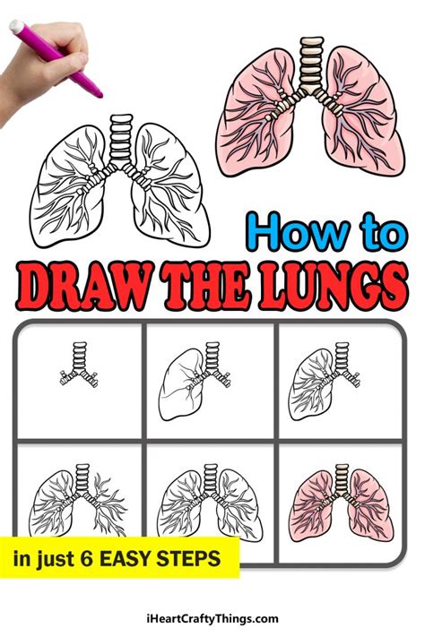 Lungs Drawing How To Draw Lungs Step By Step