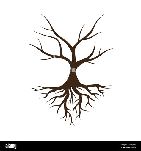 Tree Root Illustration Hi Res Stock Photography And Images Alamy