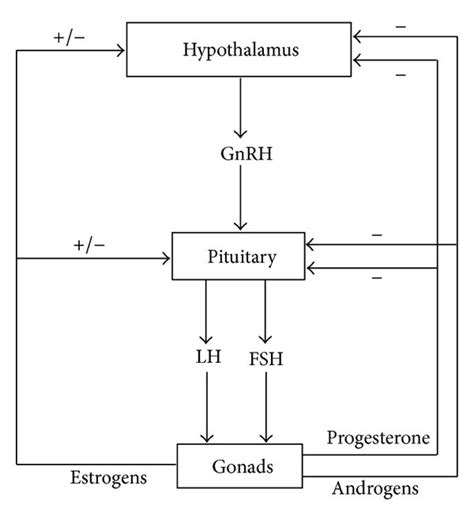 Schematic Representation Of The Hypothalamus Pituitary Gonadal Hpg Axis Download Scientific