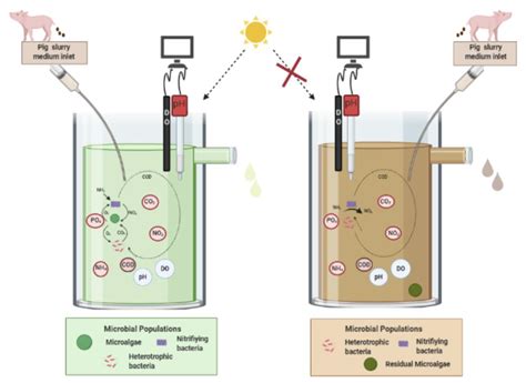 Processes Free Full Text Role Of Microalgae In The Recovery Of