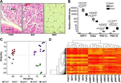 Proteomic Similarities Between Perivascular Adipose Tissue PVAT And