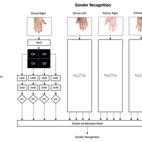 cwnn net a new convolution wavelet neural network for gender download scientific diagram