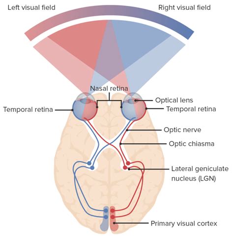 visual pathway and visual field defects lecturio medical