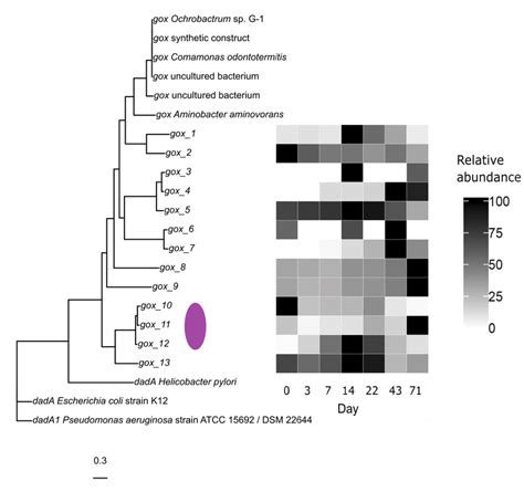 7 multiple sequence alignment of protein fasta sequences of the gox download scientific