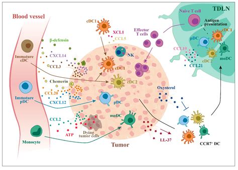 IJMS Free Full Text Functional Role Of Dendritic Cell Subsets In