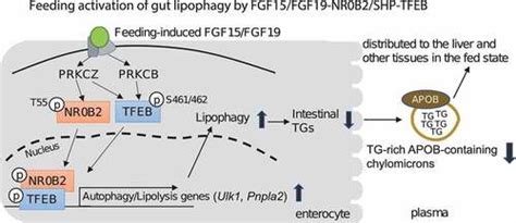 Full Article Paradoxical Feeding Activation Of Gut Lipophagy By FGF15