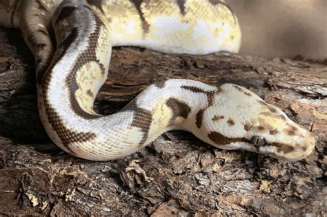 how to sex a ball python without probing