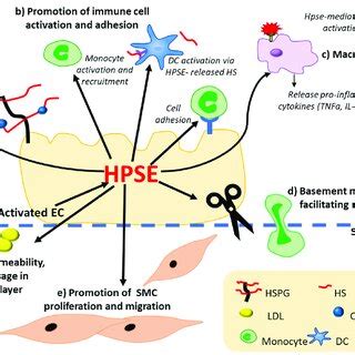 Pathogenesis Of Atherosclerosis A Normal Structure Of An Artery With