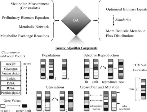 biomass equation optimization using a genetic algorithm ga download scientific diagram