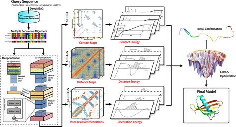 DeepFold Protein Structure Prediction Using DL Potentials CBIRT