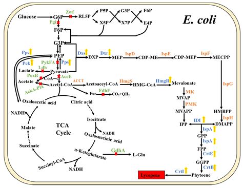 Molecules Free Full Text Metabolic Engineering Escherichia Coli For