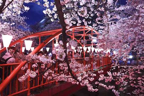 东京夜樱夜间点灯赏樱指南 东京旅游官方网站GO TOKYO