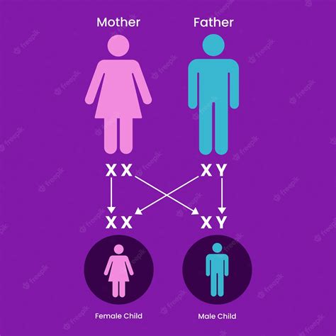 Premium Vector Sex Determination In Humans X And Y Chromosome Genetic Inheritance Vector