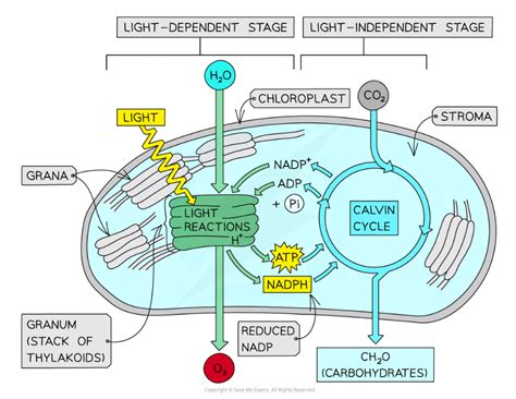 Edexcel A SNAB A Level Biology 复习笔记5 2 4 Light dependent Reactions 翰林国际教育