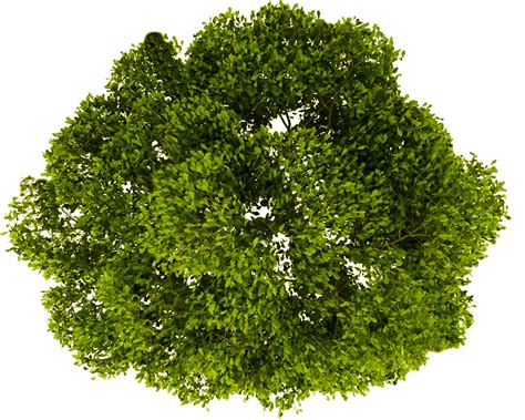 Tree Plan Png Palm Tree Png Tree Psd Trees Top View Tree Photoshop