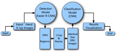 figure 7 from skeletal maturity recognition using a fully automated system with convolutional