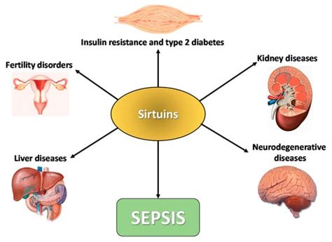 IJMS Free Full Text Sirtuins As Important Factors In Pathological