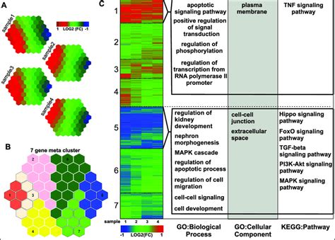 Clustering And Functional Annotation Enrichment Analysis Of The