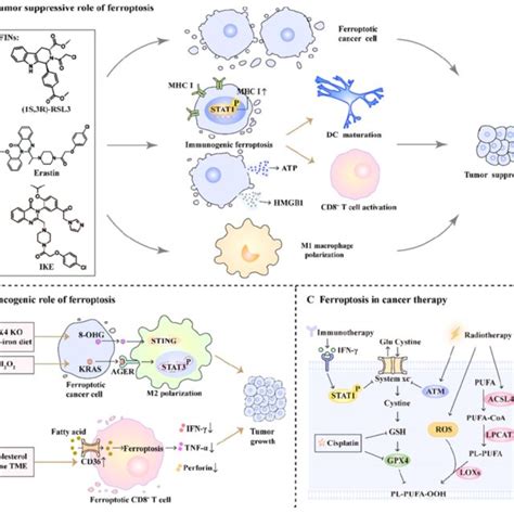 The Role Of Ferroptosis In Cancer Progression And Therapy A FINs