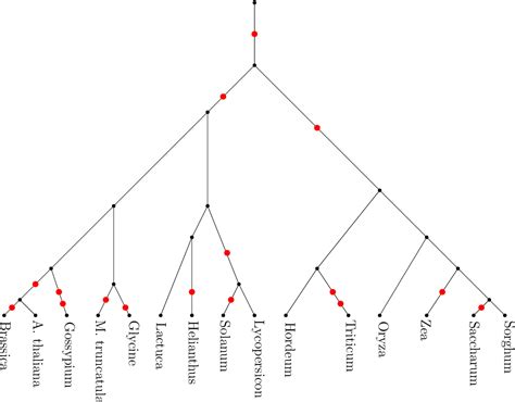 figure 1 from polynomial time algorithms for phylogenetic inference problems involving