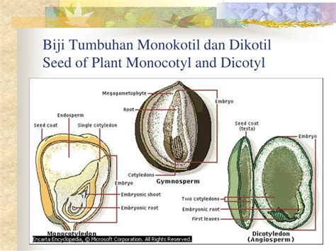 PPT STRUKTUR FUNGSI BUAH DAN BIJI STRUCTURE FUNCTION OF FRUIT AND SEED PowerPoint