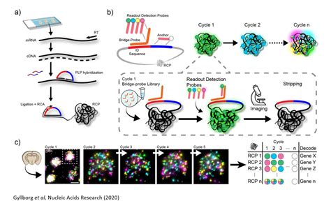 Spatial Transcriptomics Methods And Multi Omic Integration