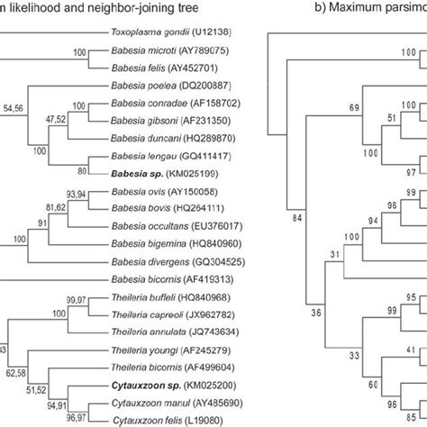 a maximum likelihood neighbour joining and b maximum parsimony download scientific diagram