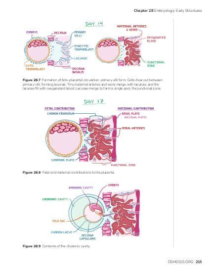 Fetal Membranes And Placenta