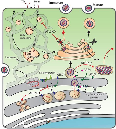 Atlastins Shouldering Flavivirus Infection Nature Portfolio