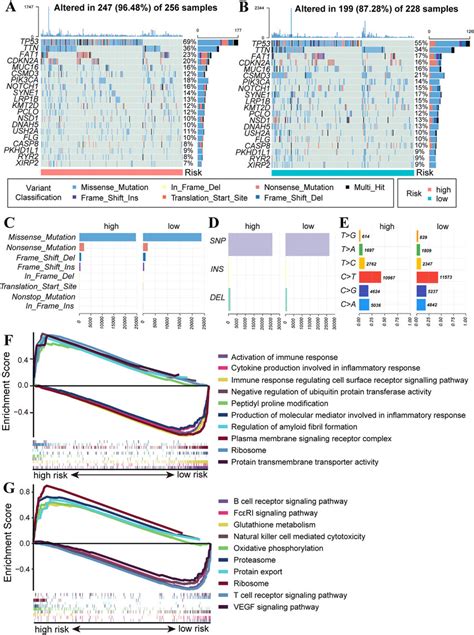 Somatic Mutation Landscape And Functional Enrichment Analysis In Head