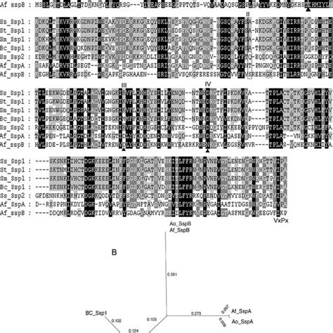 multiple sequence alignment of ssp1 and related sequences a multiple download scientific