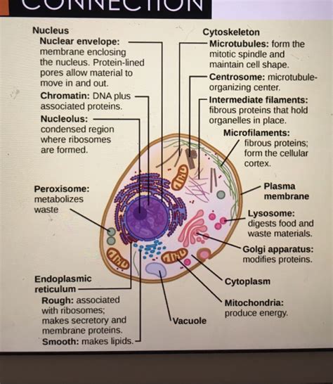 Cells Flashcards Memorang