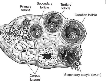 Draw A Labelled Diagram Of A Section Through Ovary