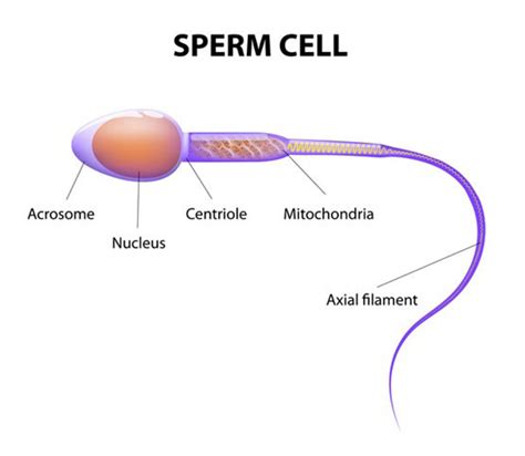 Schematic Of Human Sperm Cell Structure 1 Download Scientific Diagram