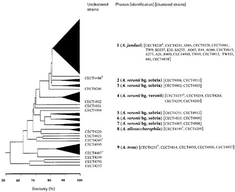 simplified dendrogram based on the s j coefficient and upgma clustering download scientific