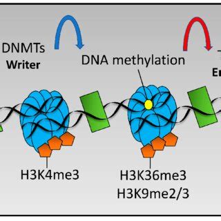 Dynamics Of DNA Methylation DNA Methylation Is Performed By DNMT
