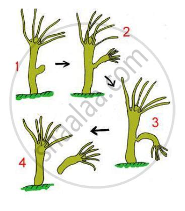 Draw Labelled Diagrams To Illustrate Budding In Hydra Science
