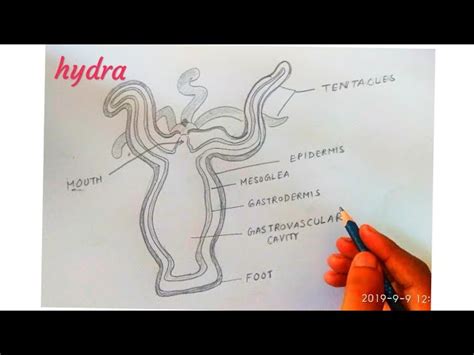 How To Draw A Hydra Step By Step