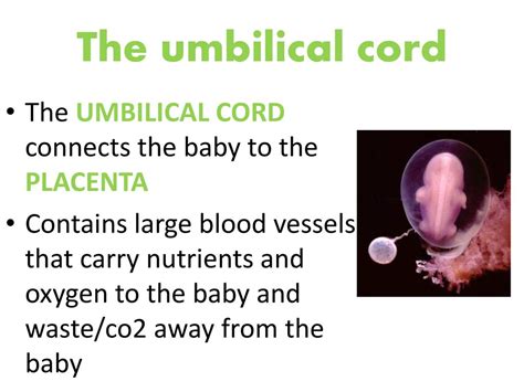 Lesson Starter What Is The Name Of The Male And Female Sex Cell Ppt Download