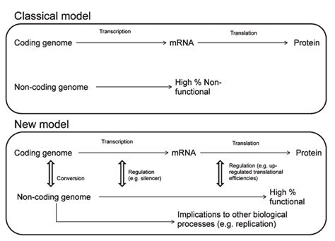 interactions between coding and non coding genome download scientific diagram