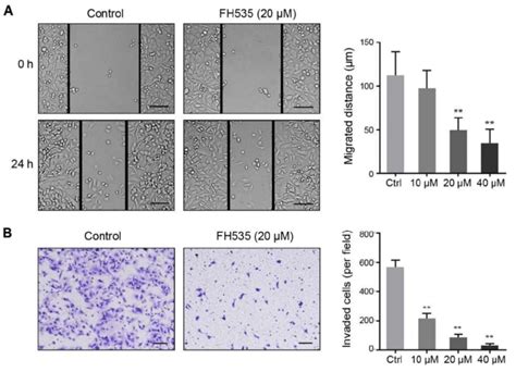 FH535 Suppressed Cell Migration And Invasion In SW480 Cells A