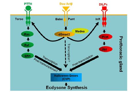 Model For TGF Activin Regulation Of Metamorphosis The Onset Of