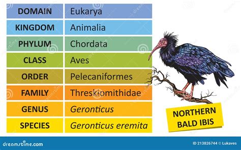Taxonomic Ranks Wolf Vector Illustration CartoonDealer 213371316