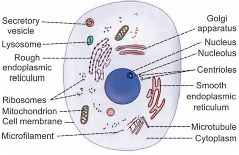 CELL Characteristics Structure And Function By NJE Nursing Jobs Exam